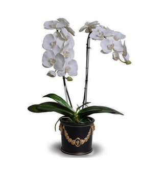 BLACK AND GOLD EMPIRE CACHEPOT, SMALL & WHITE PHALAENOPSIS ORCHIDS