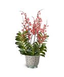 WUFU CACHEPOT & RED ARANDA ORCHIDS